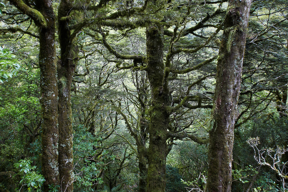 Beech Tree New Trees Grow From The Trunk Of A Fallen Beech Tree,